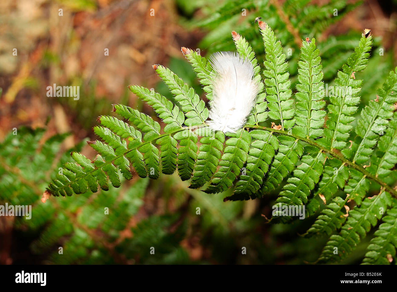 Feather photos hi-res stock photography and images - Alamy
