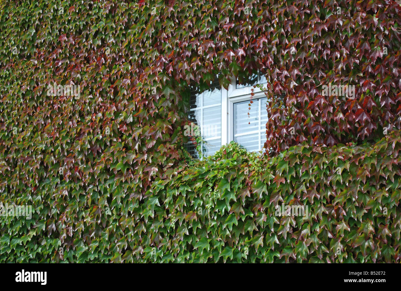 Window in house surrounded by Virginia Creeper Stock Photo - Alamy