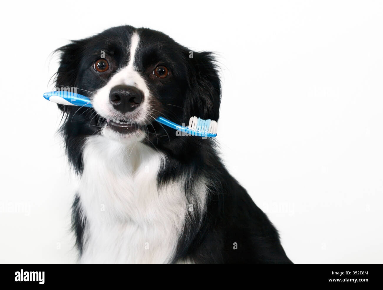 Collie teeth hi-res stock photography and images - Alamy
