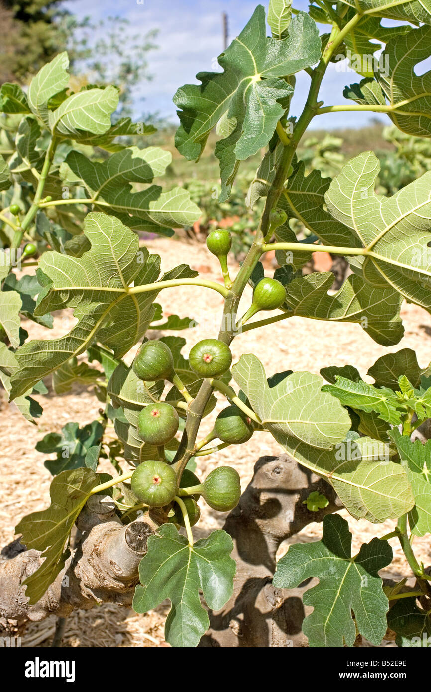 Fig Tree Plantation High Resolution Stock Photography and Images - Alamy