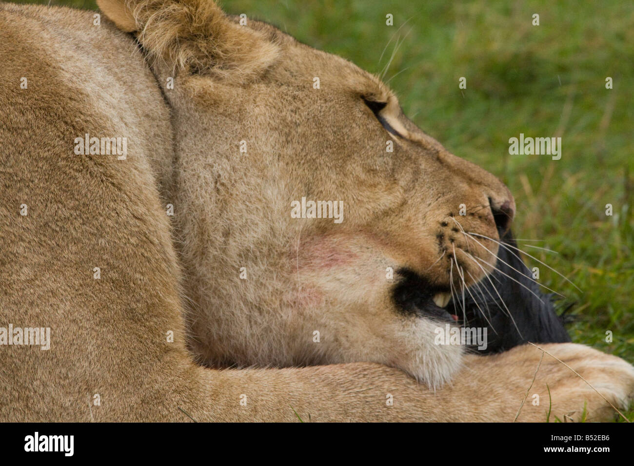 Female African Lion ( Panthera leo ) Chewing On Some Meat Stock Photo ...