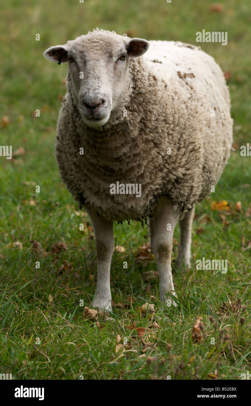 Sheeps faces hi-res stock photography and images - Alamy