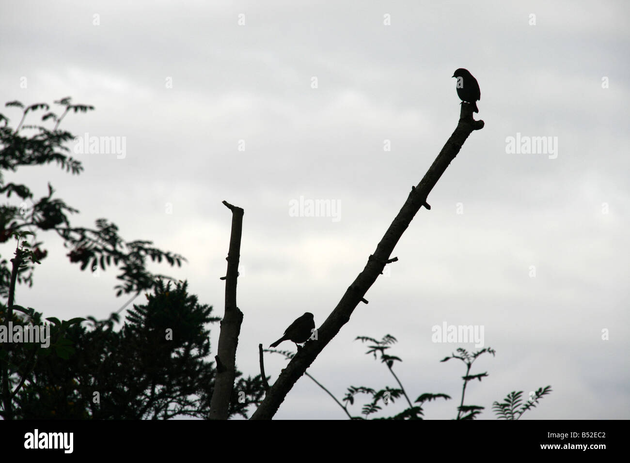 Scene graphic symmetry blue sky open backlit silhouette shadow hi-res ...