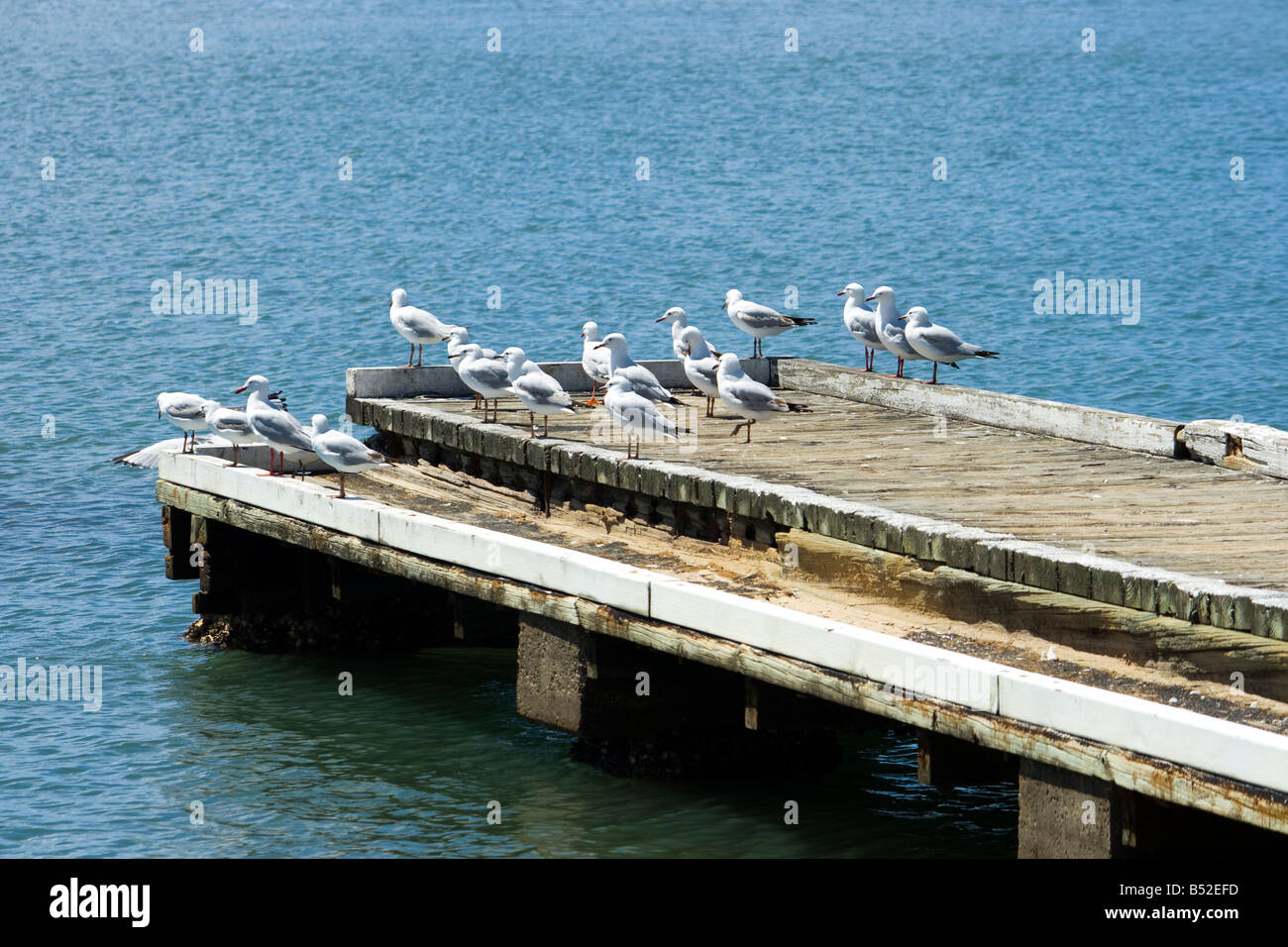 Seagulls on jetty Stock Photo - Alamy