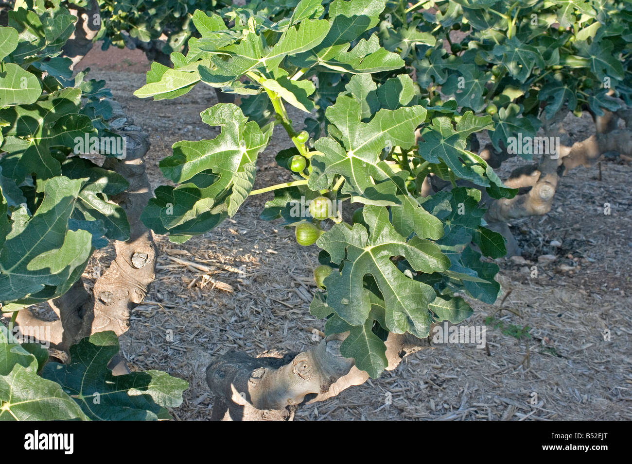 Fig Tree Fruit Orchard Stock Photos & Fig Tree Fruit Orchard Stock ...