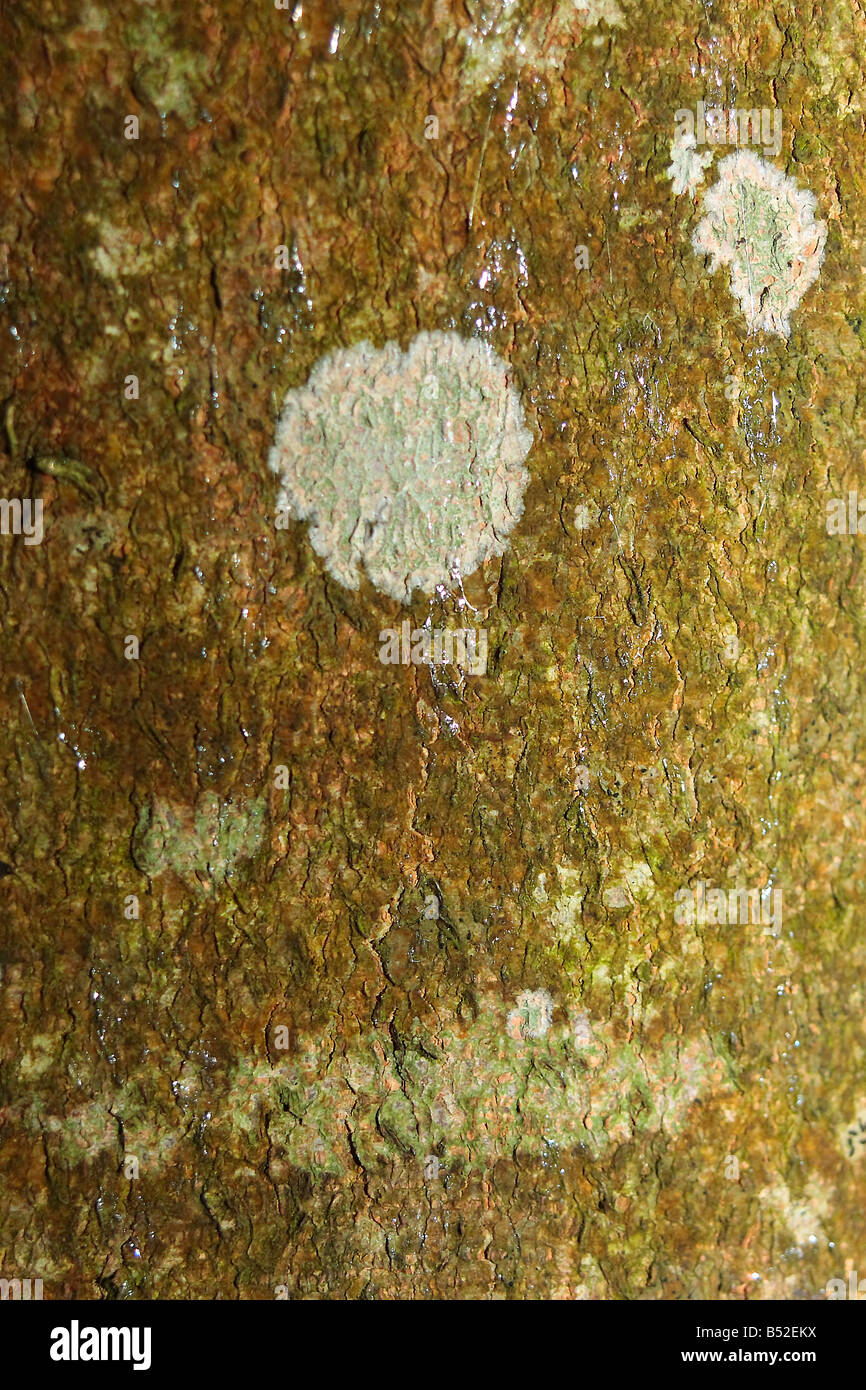 Lichen on tree bark Stock Photo - Alamy