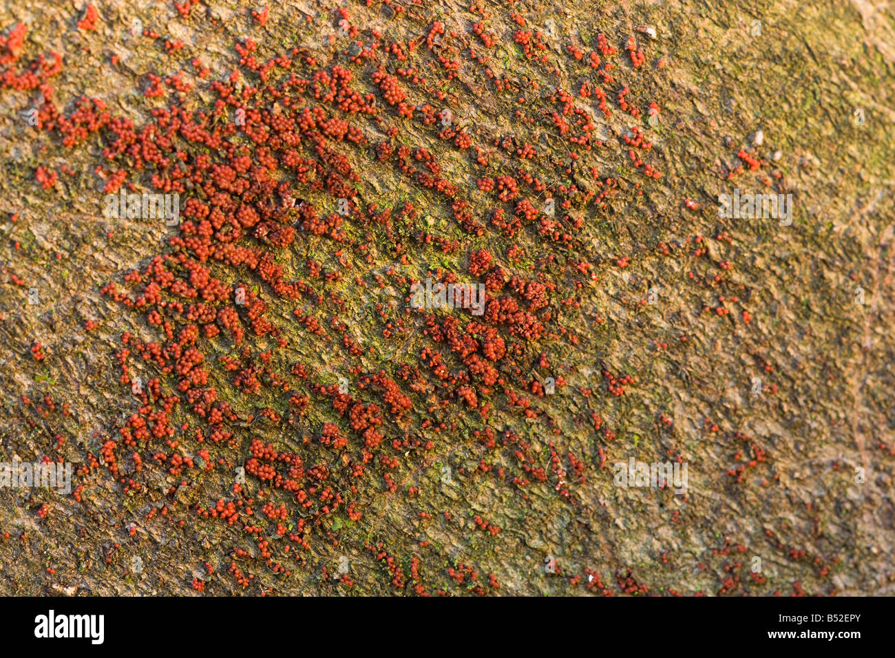 red fungus growing on tree trunk Stock Photo - Alamy