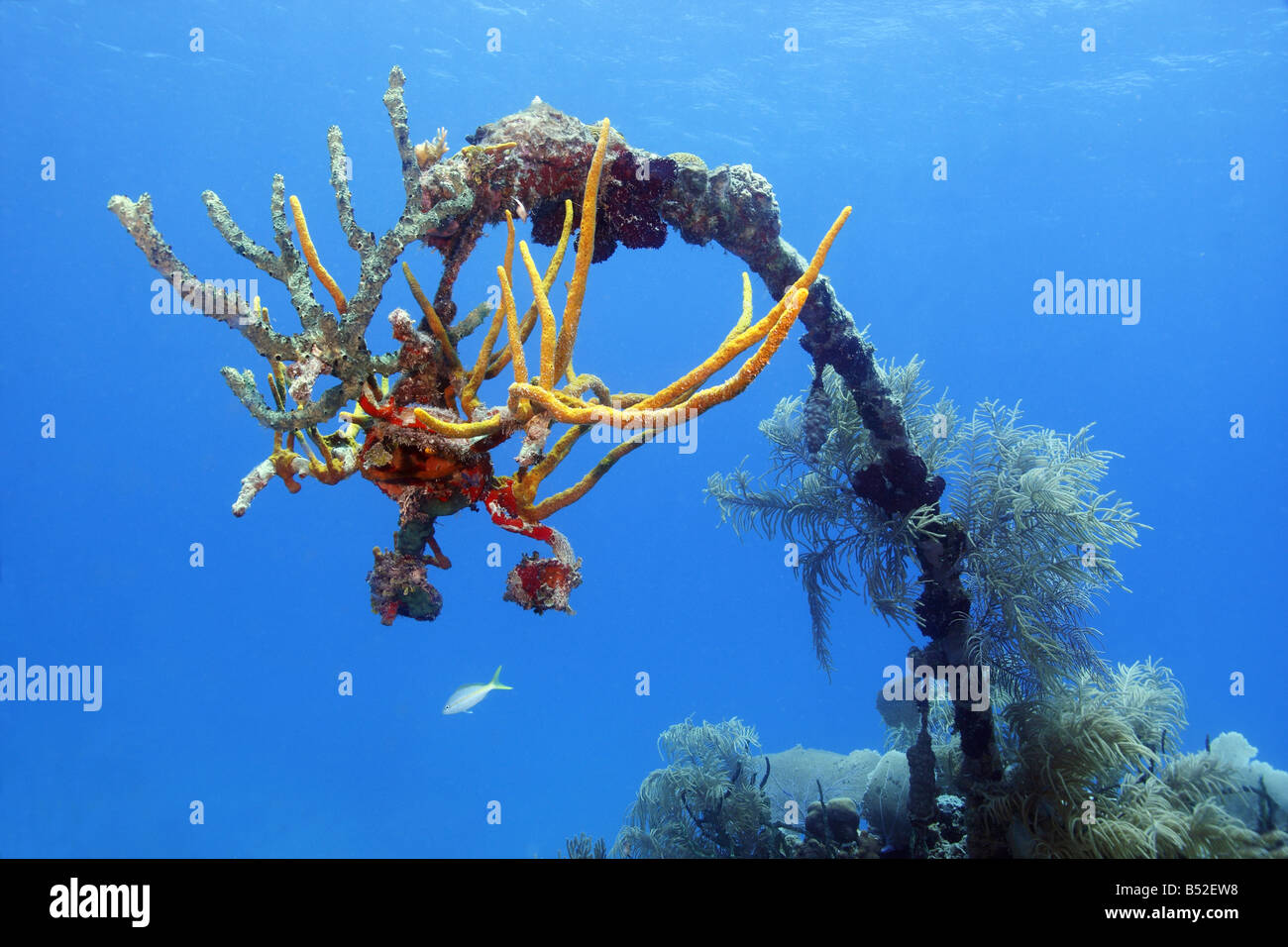 underwater ship wreck the Prince Albert Stock Photo - Alamy