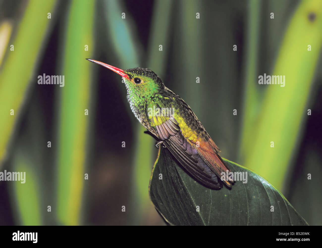 Rufous-tailed Hummingbird Amazilia tzacatl Selva Verde COSTA RICA March ...