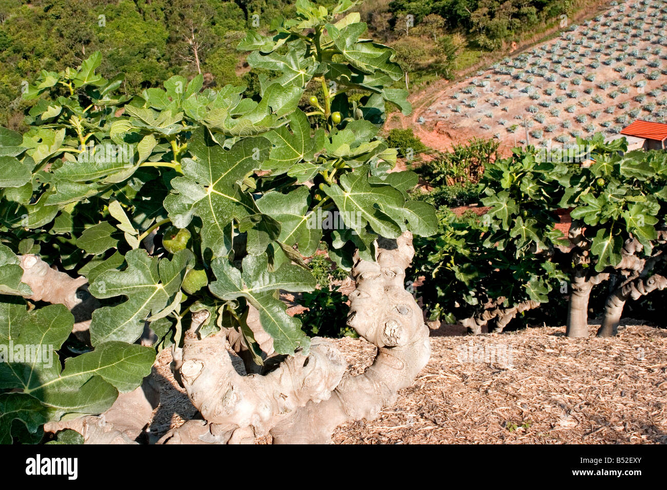 Fig farm hi-res stock photography and images - Alamy