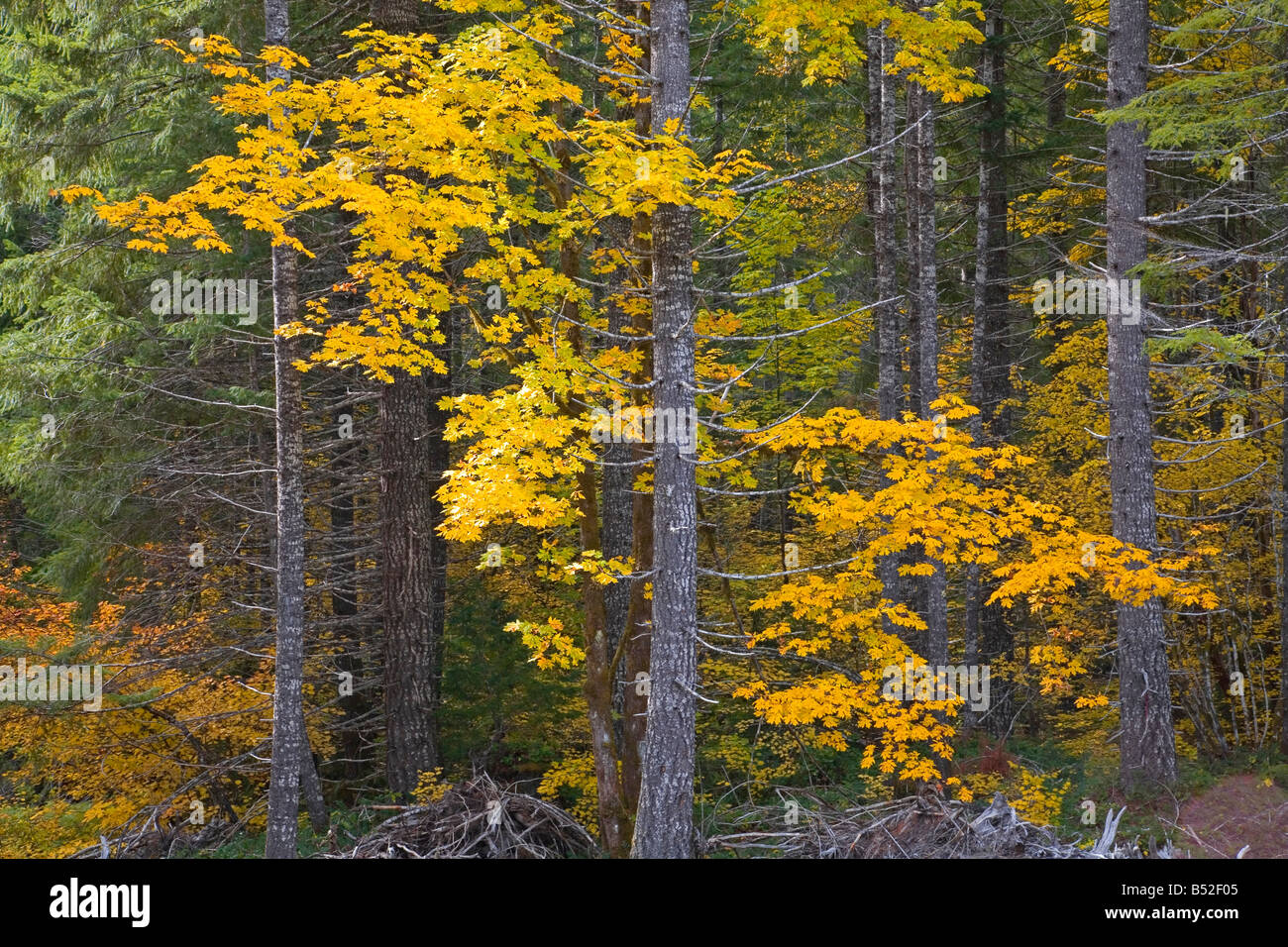 Vine maple growing around a fir tree in the high Cascade Mountains near ...