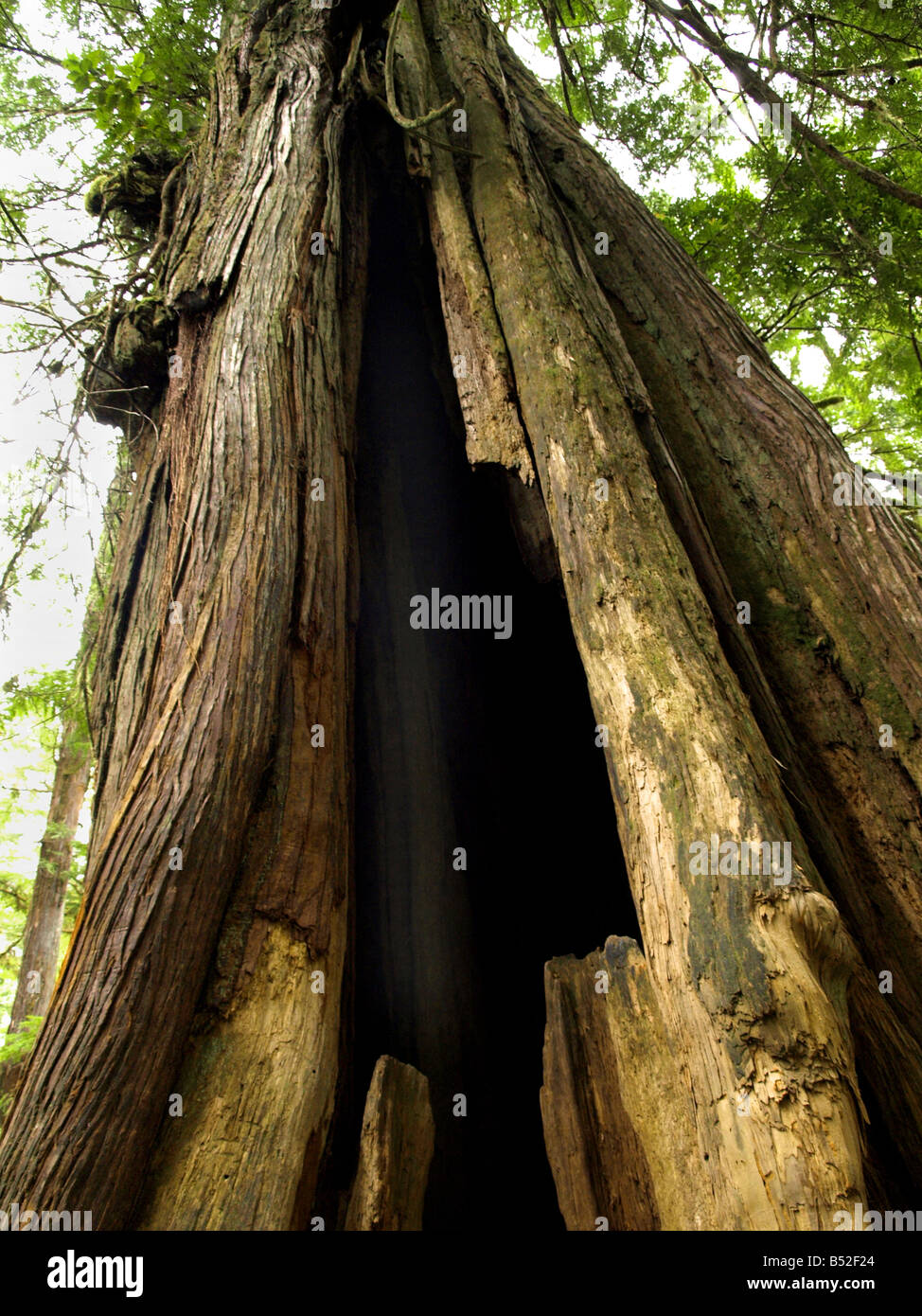 Tree trunk hollow hi-res stock photography and images - Alamy