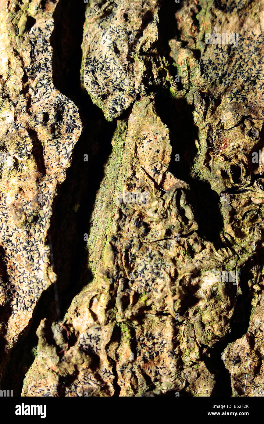 Tree crevice hi-res stock photography and images - Alamy