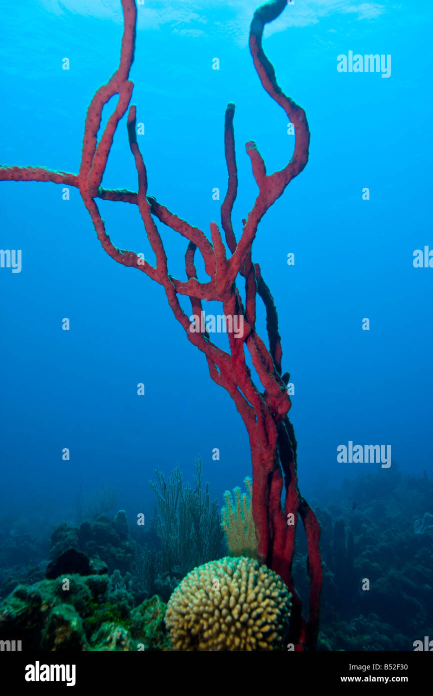 Row pore rope sponge hi-res stock photography and images - Alamy