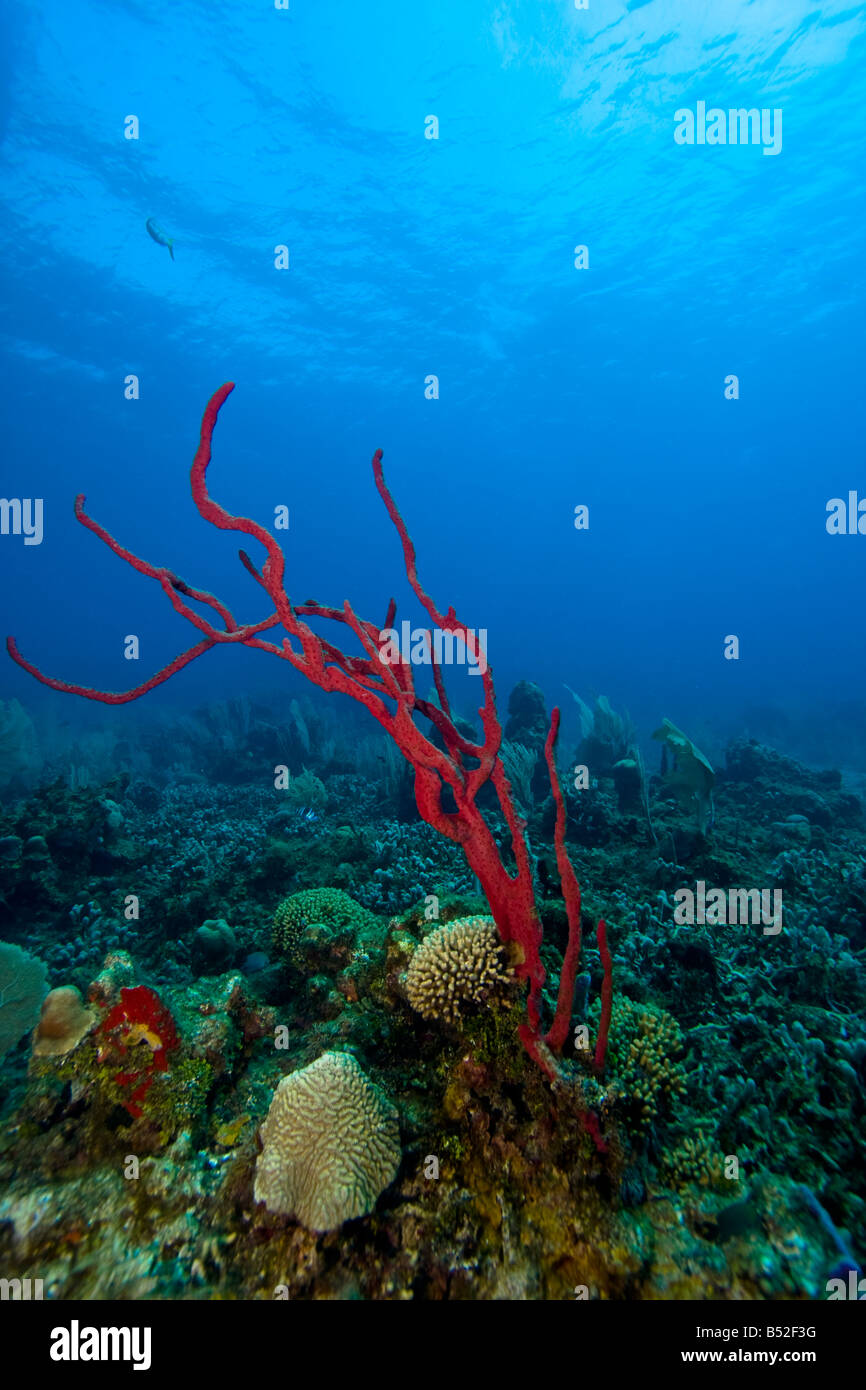 Row pore rope sponge Alpysina cauliformis in shallow water on coral ...