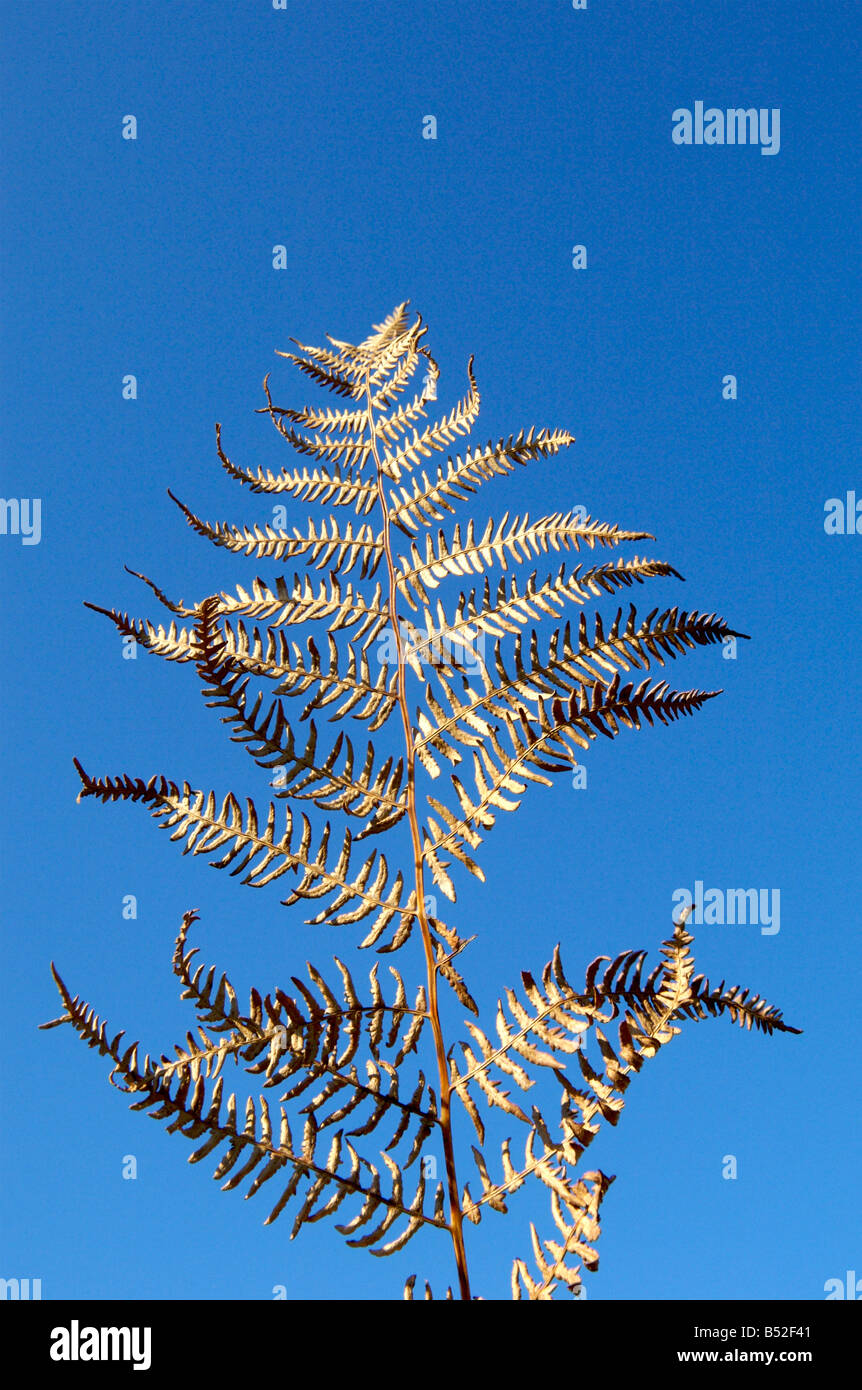 A single dried fern / bracken frond against a bright blue sky Stock ...