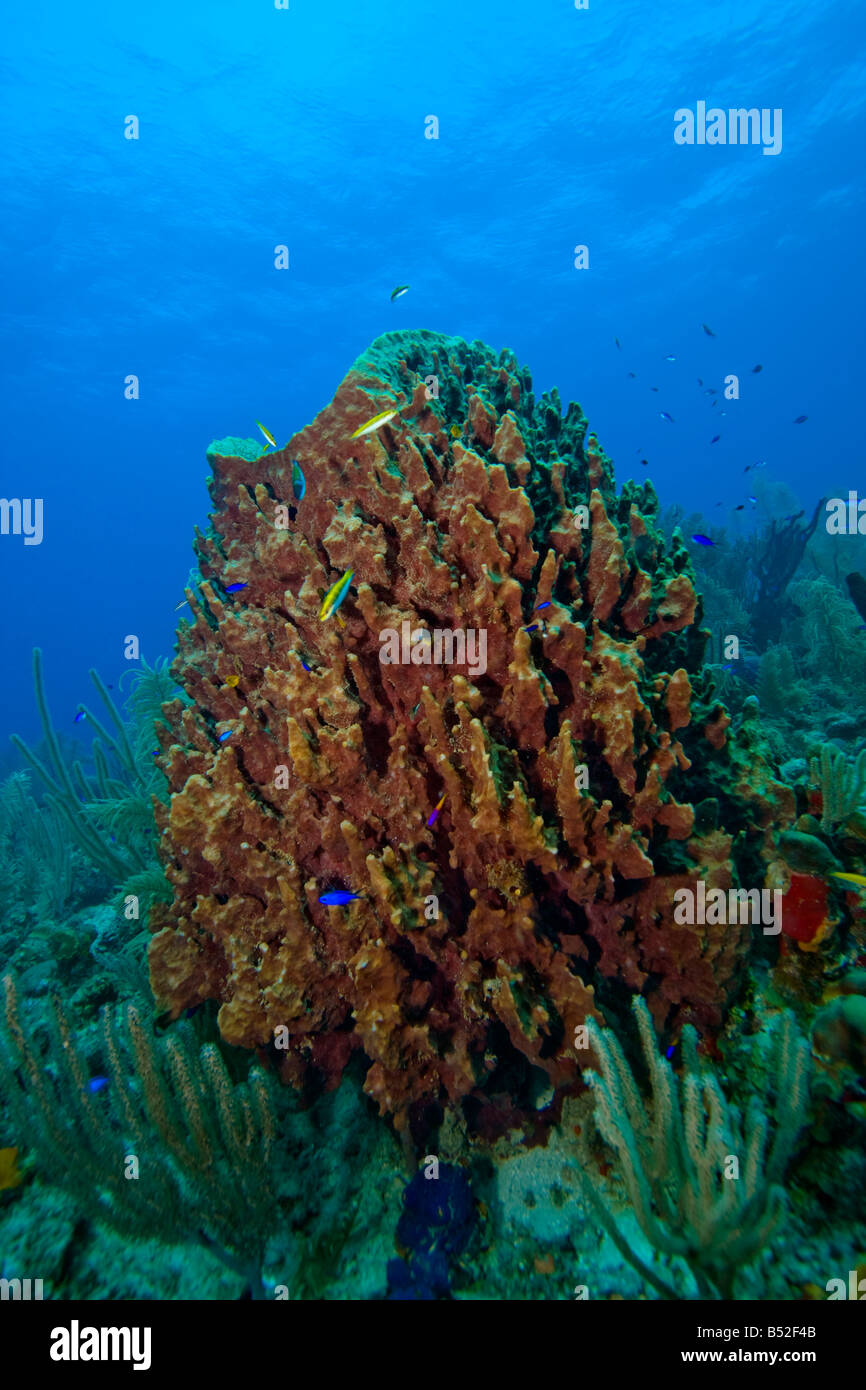 Giant Barrel Sponge xestospongia muta on coral reef in shallow water ...