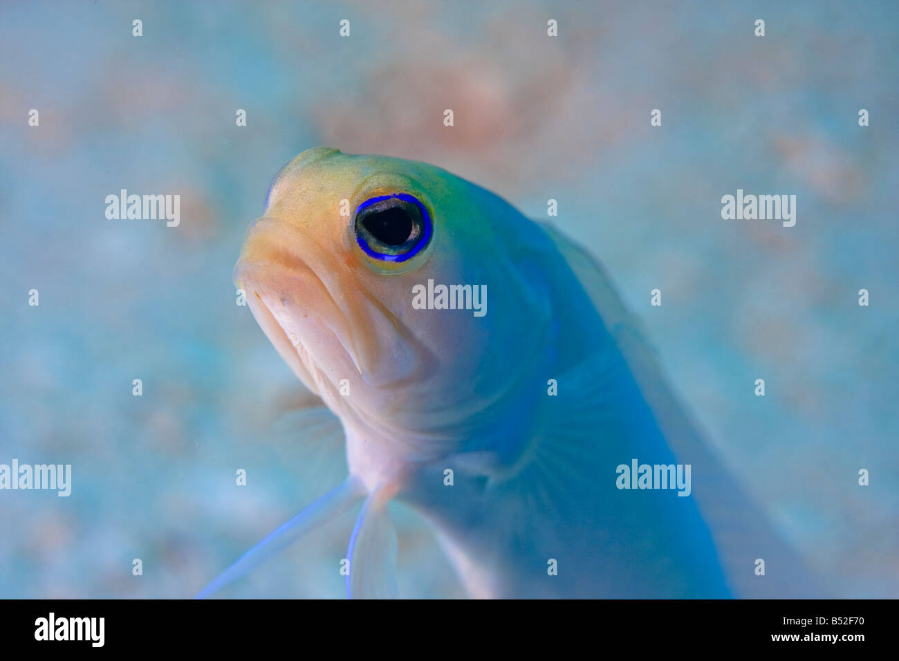 Yellowhead Jawfish Opistognathus aurifrons in close up Stock Photo - Alamy