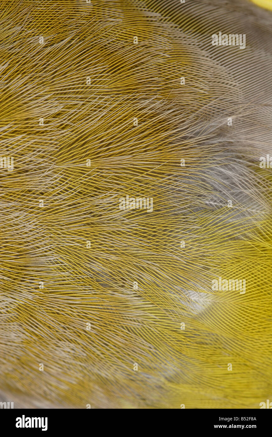 Greenfinch (Carduelis choris) feathers close up Stock Photo - Alamy