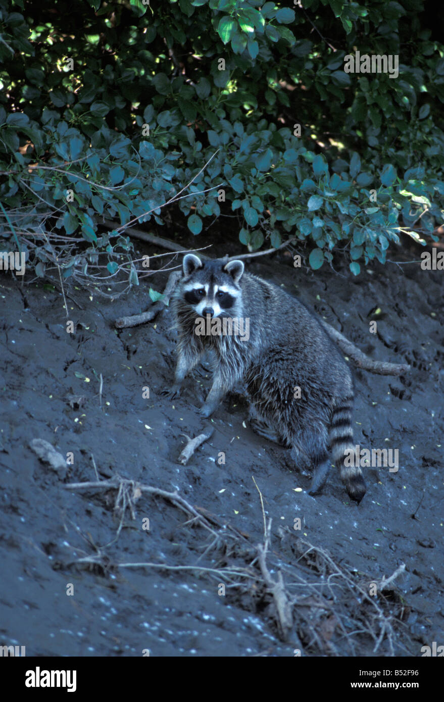 Raccoon (Procyon lotor) on muddy bank of canal, Aurora Colorado US ...