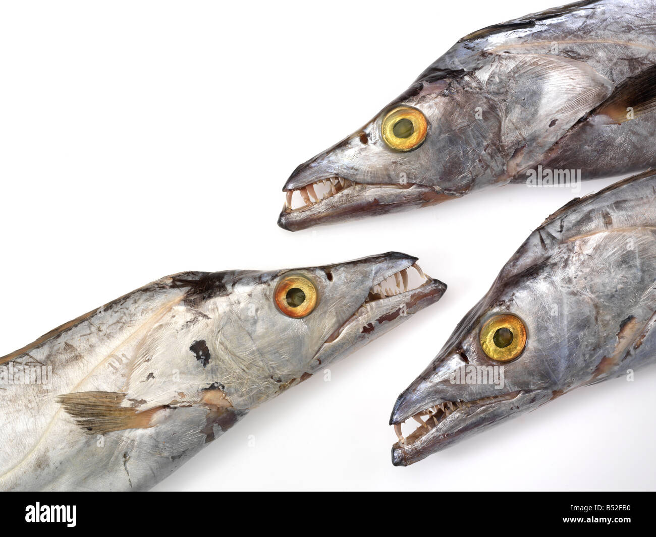 Ribbon fish hi-res stock photography and images - Alamy