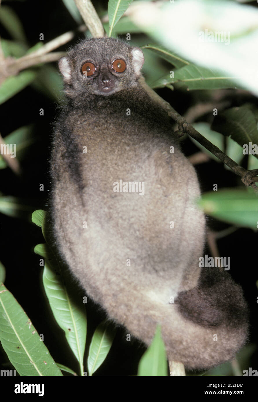 lemurien lemur lepilemur dorsalis Grey Backed Sportive Lemur Nossi Bé ...