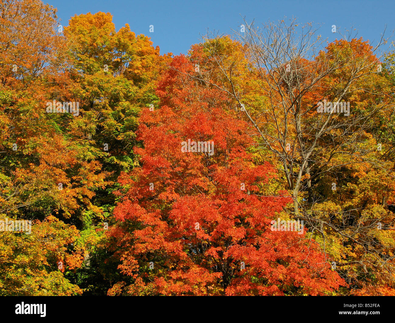 Brilliant fall foliage blue hi-res stock photography and images - Alamy