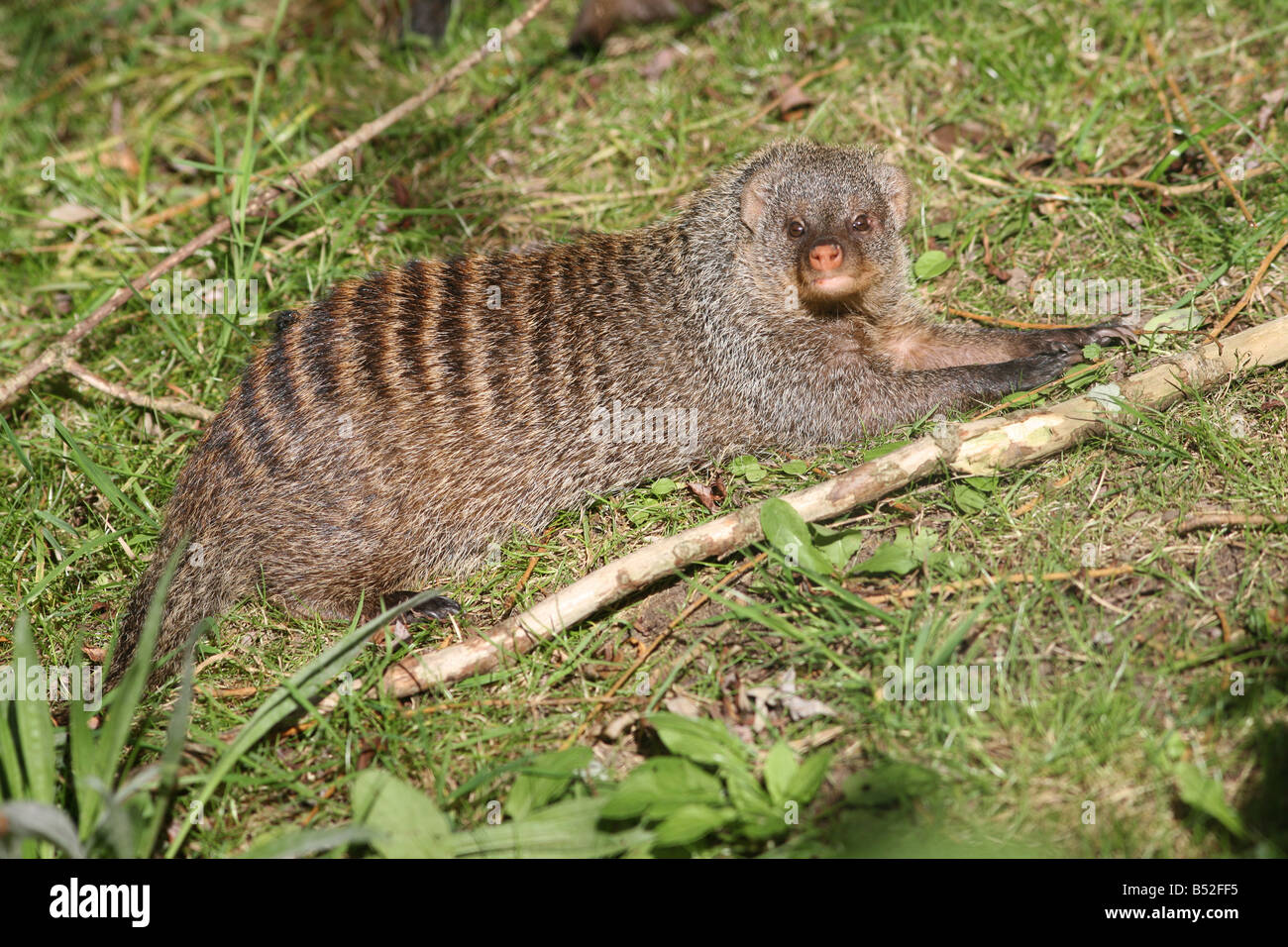Mongoose africa snake hi-res stock photography and images - Alamy