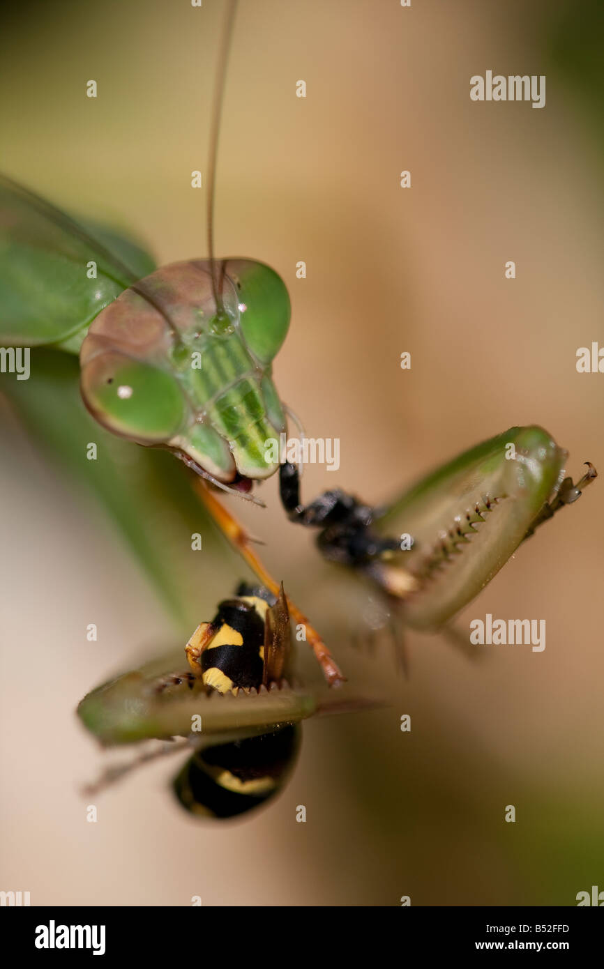 Praying mantis feeding hi-res stock photography and images - Alamy