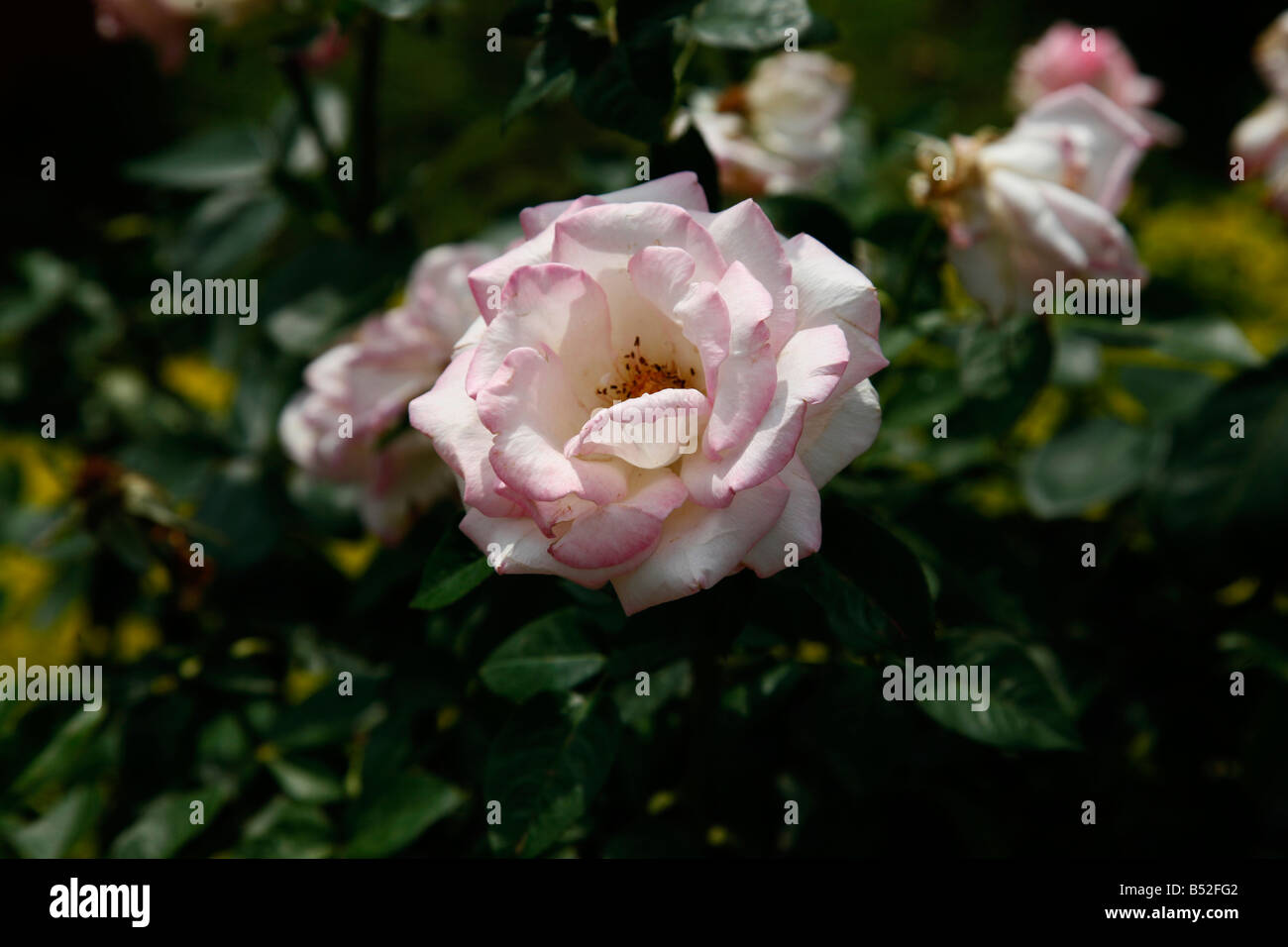 India rose flowers hi-res stock photography and images - Alamy