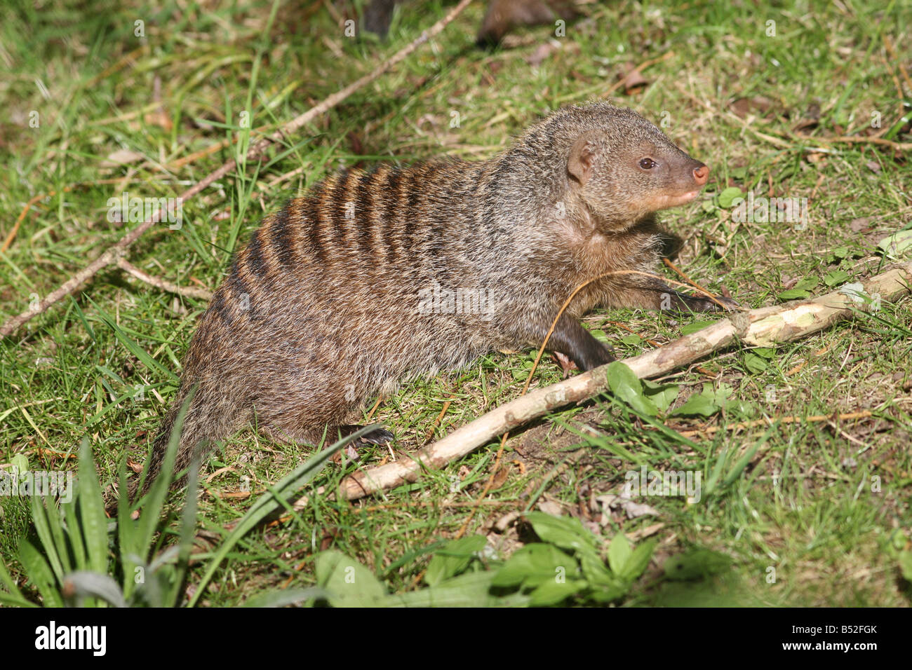 Mongoose africa snake hi-res stock photography and images - Alamy