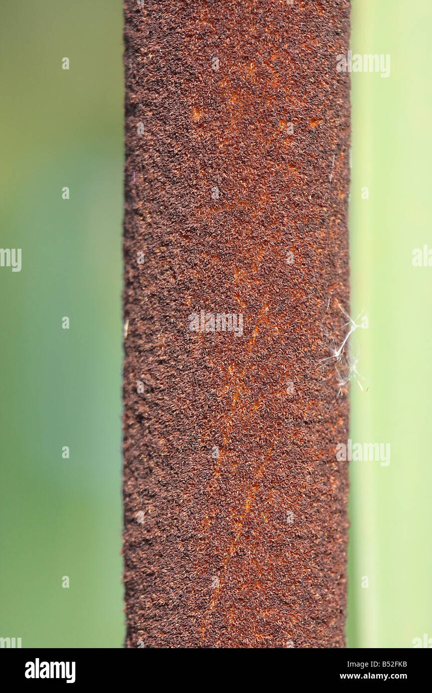 Mace flower hi-res stock photography and images - Alamy