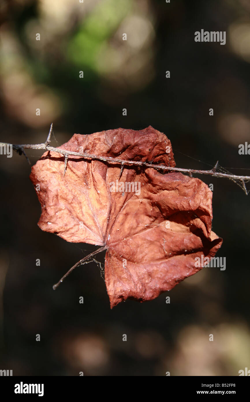 one brown leaf stuck on thorns on bare tree branch Stock Photo - Alamy
