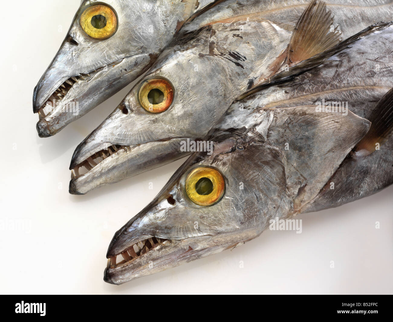 Eel heads hi-res stock photography and images - Alamy