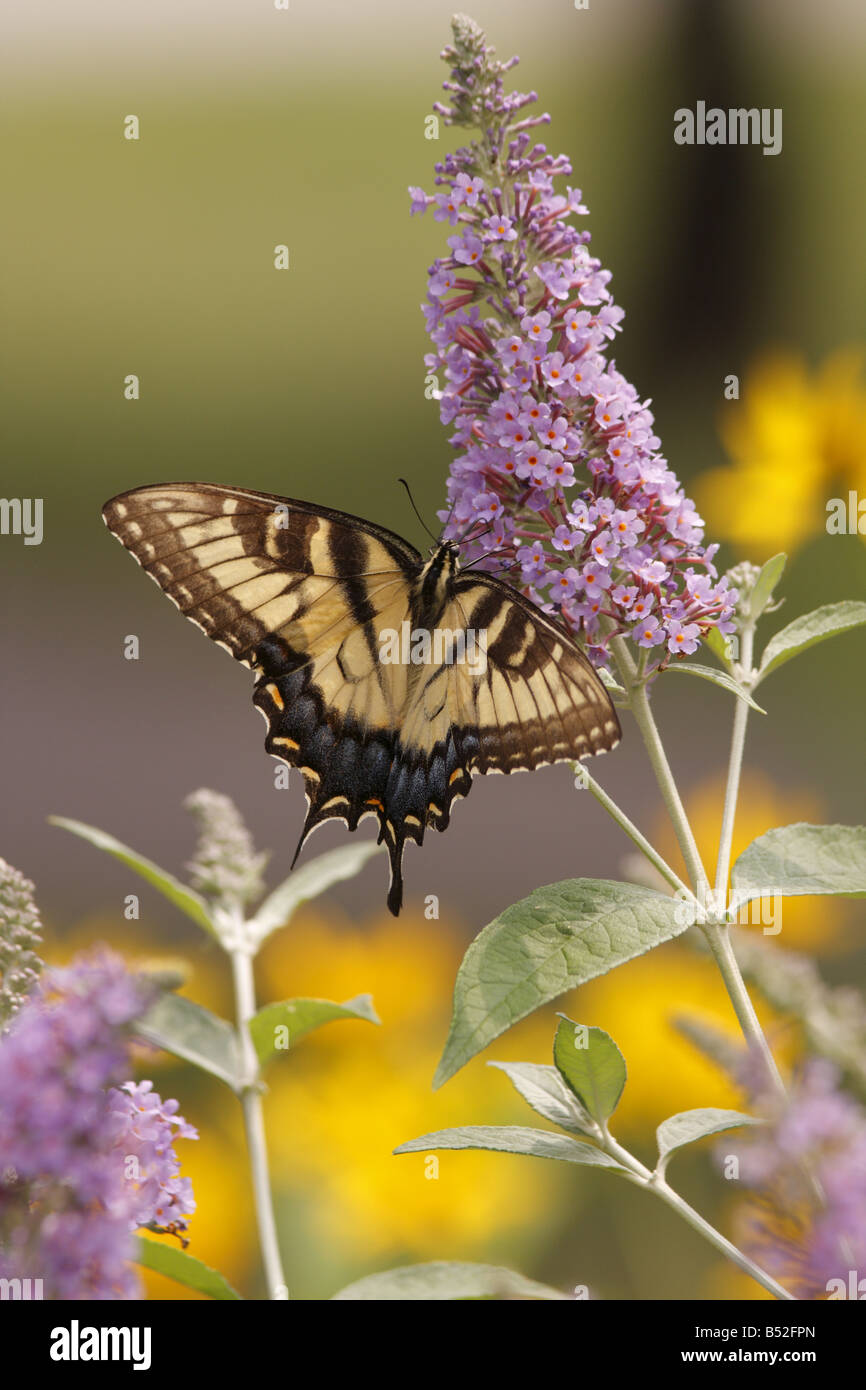 Eastern tiger swallowtail butterfly Stock Photo - Alamy