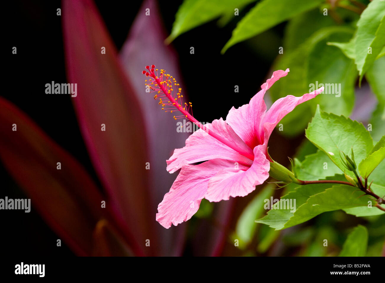 tropical hibiscus flower in tropical Honduras Stock Photo - Alamy