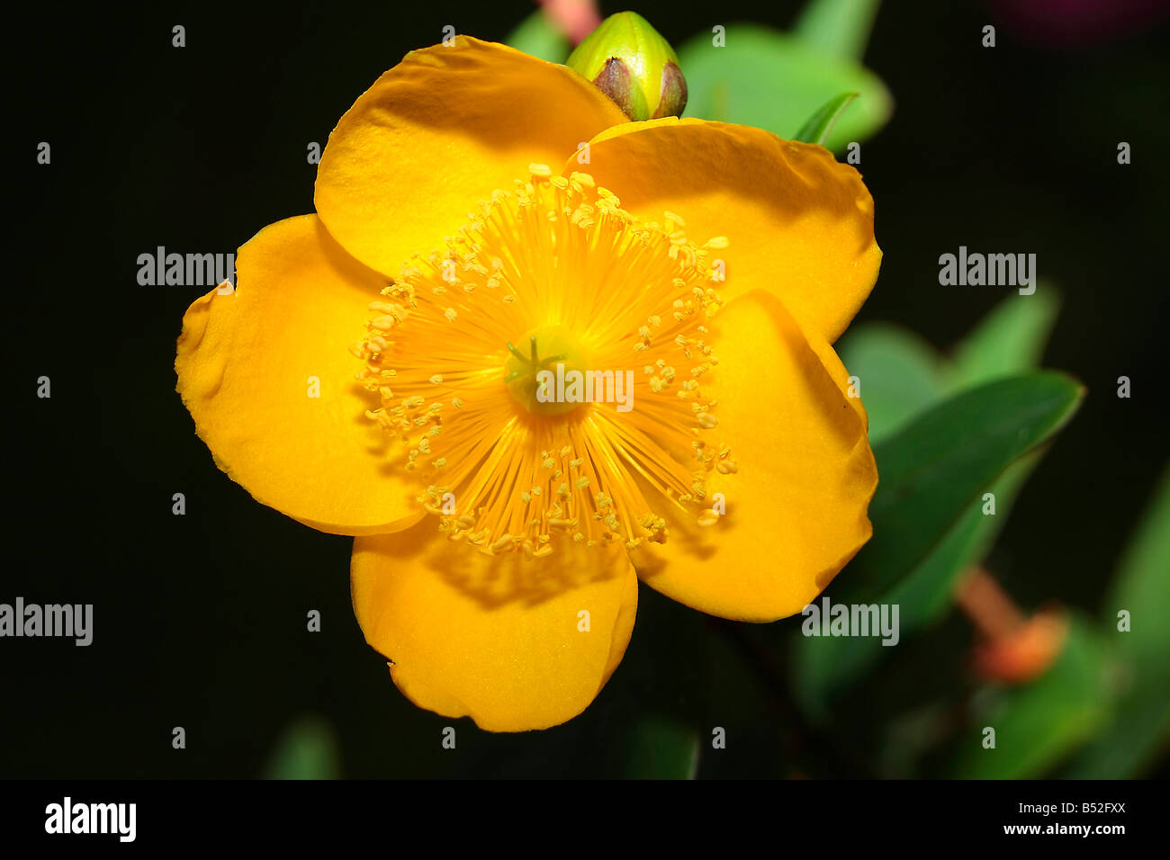 Yellow stamen and style hi-res stock photography and images - Alamy