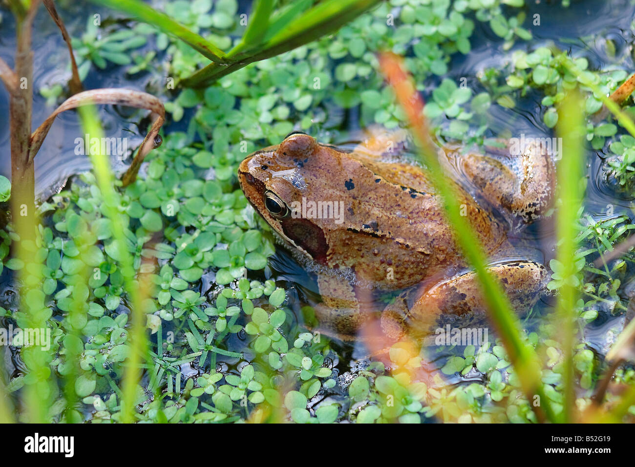 Irish common frog hi-res stock photography and images - Alamy