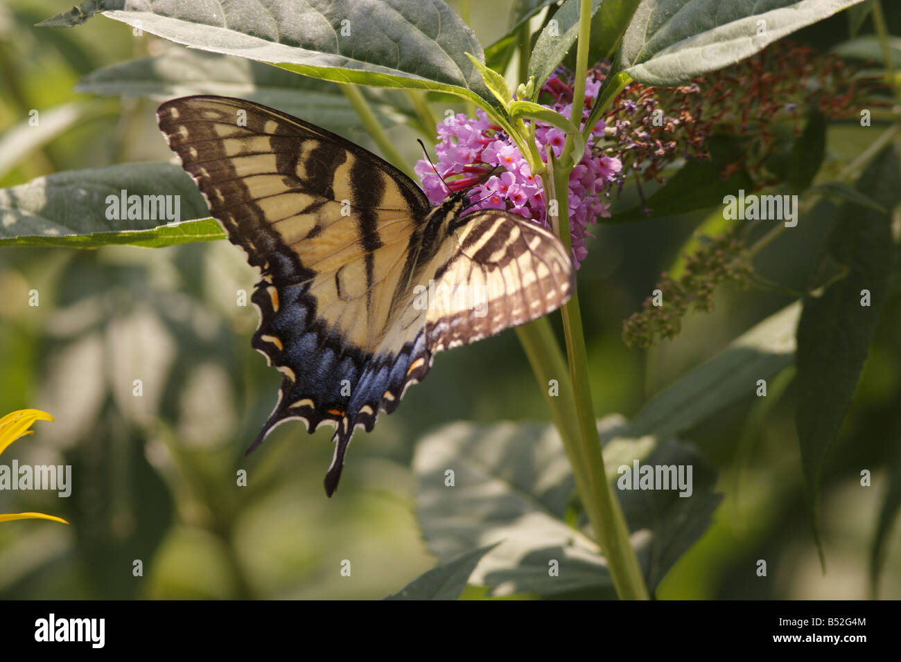 Eastern tiger swallowtail butterfly Stock Photo - Alamy