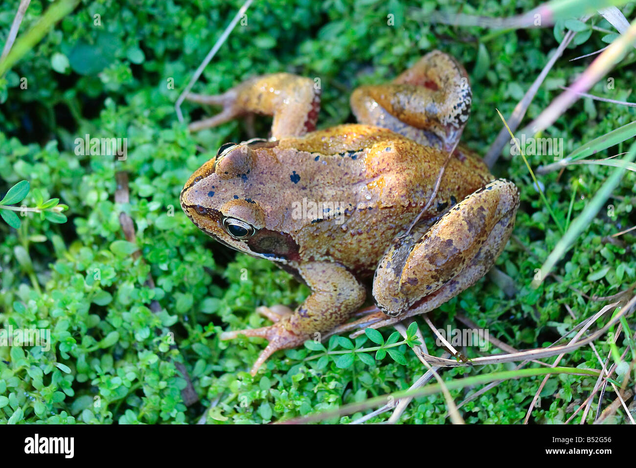 Irish common frog hi-res stock photography and images - Alamy