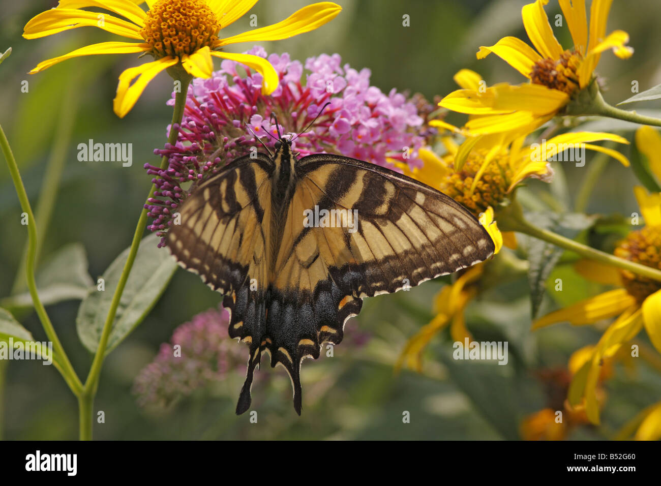 Eastern tiger swallowtail butterfly Stock Photo - Alamy
