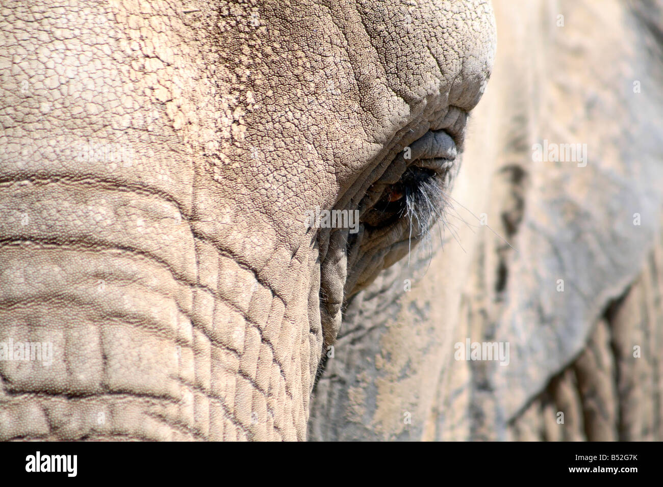 Elephant skin hi-res stock photography and images - Alamy