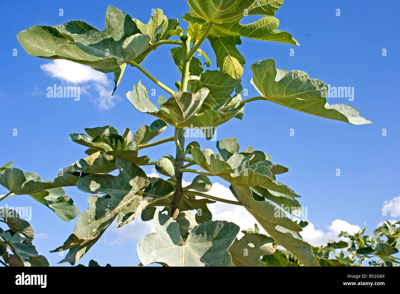 Fig tree plantation hi-res stock photography and images - Alamy