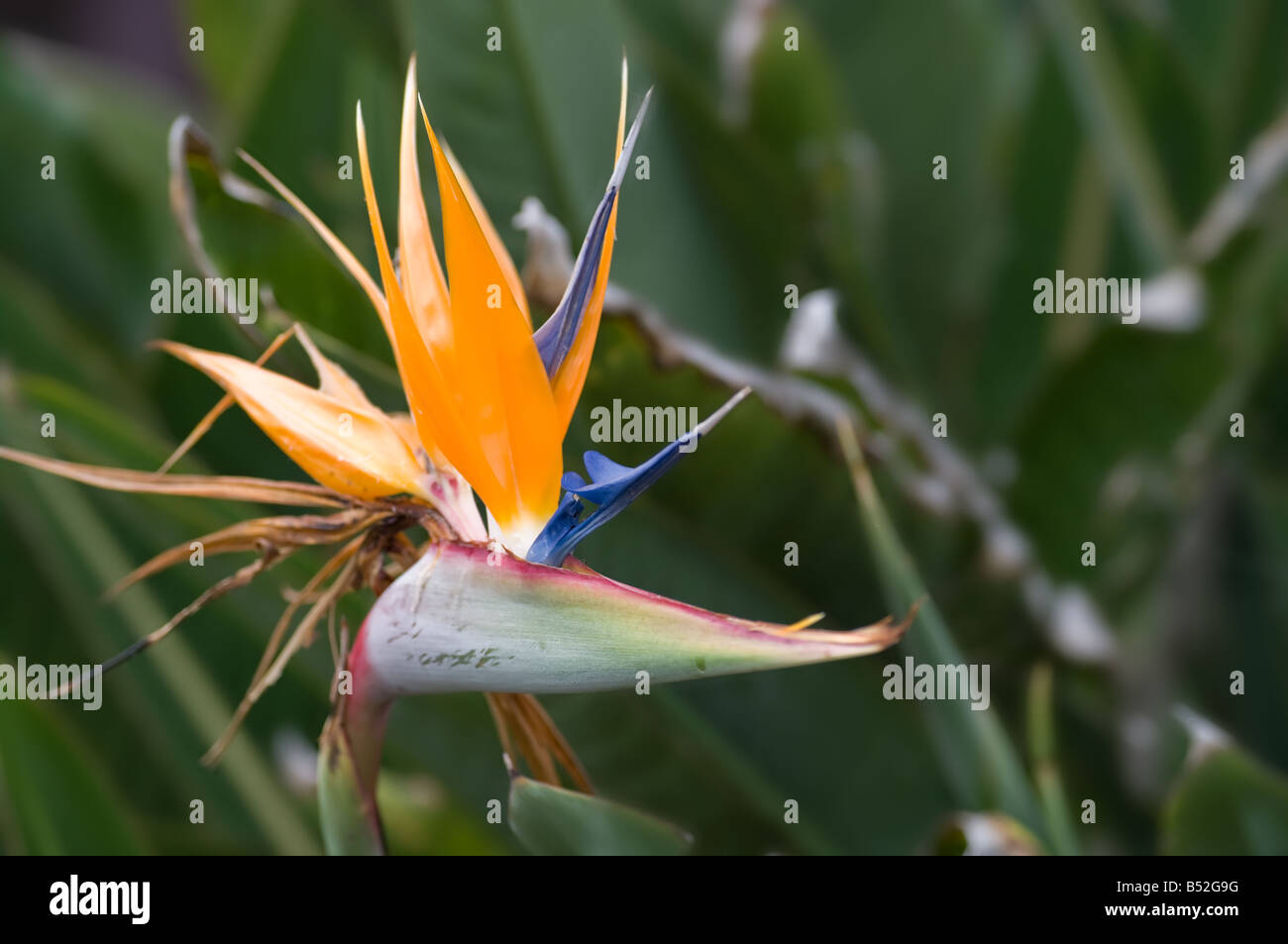 African Bird Flower Stock Photos & African Bird Flower Stock Images - Alamy