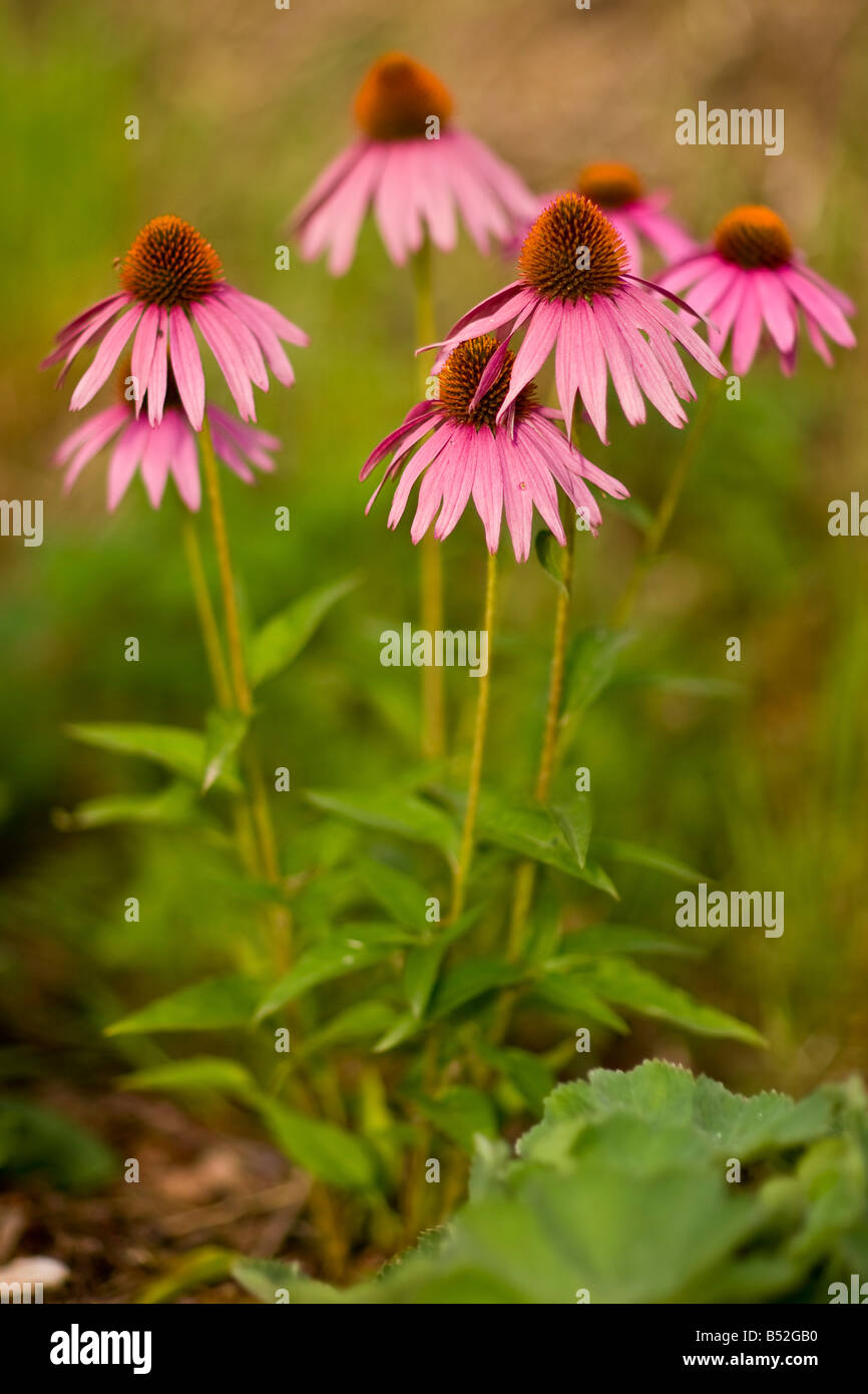 Garden flower photograhed using selective focusing Stock Photo - Alamy