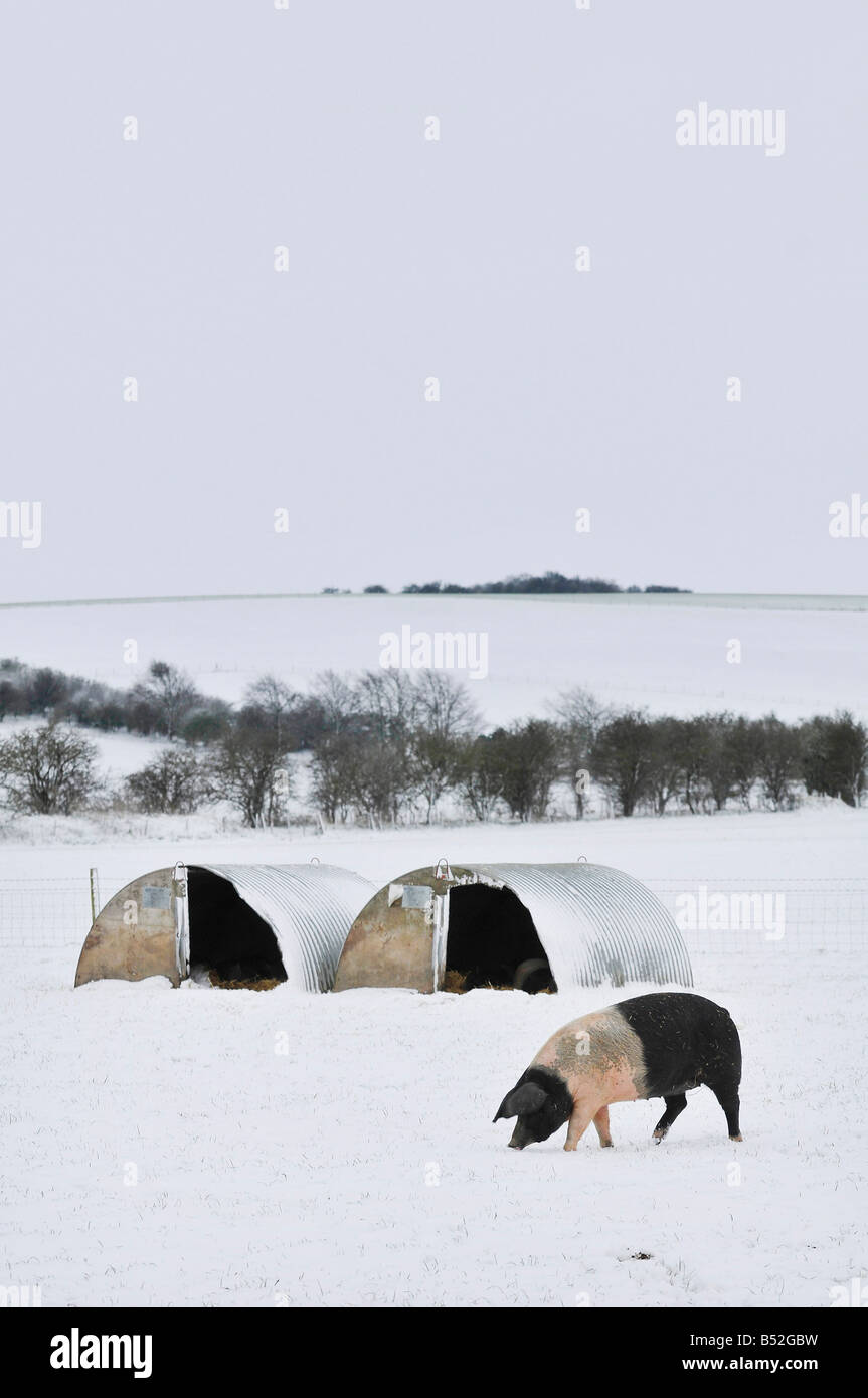 Farm pigs in snow hi-res stock photography and images - Alamy
