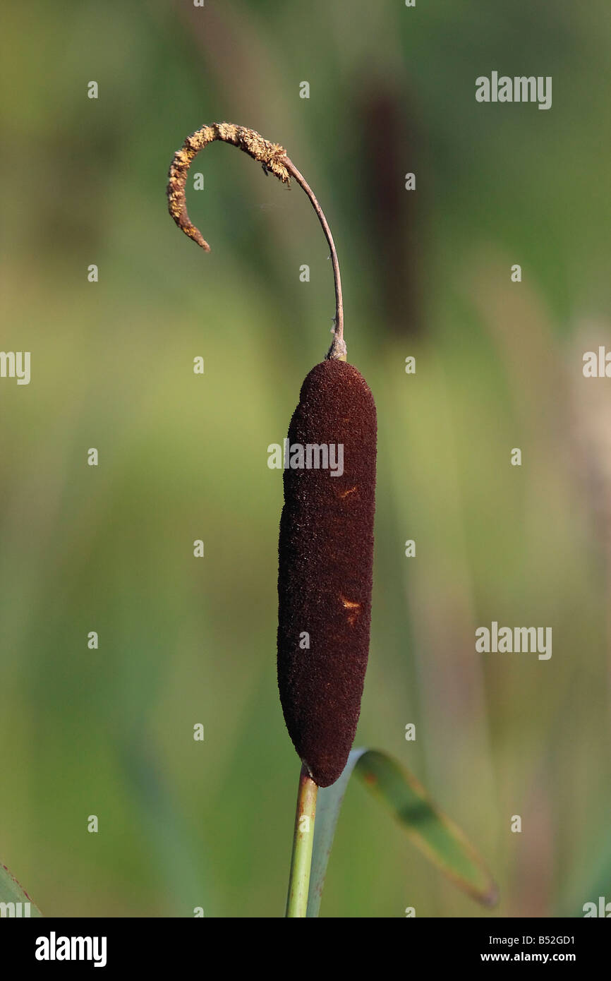 Reed Mace or Cats tail Stock Photo - Alamy