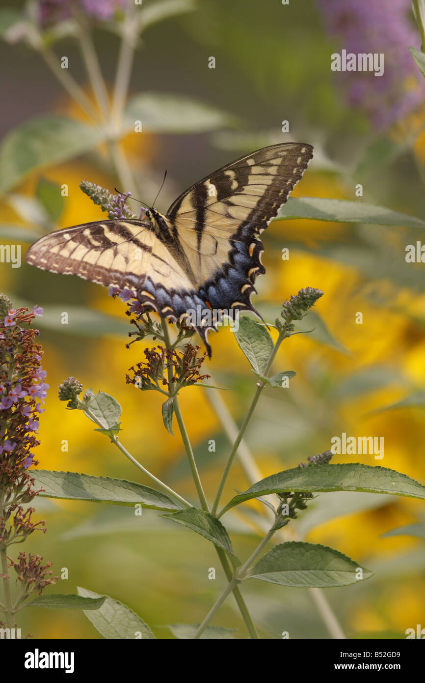 Eastern tiger swallowtail butterfly Stock Photo - Alamy