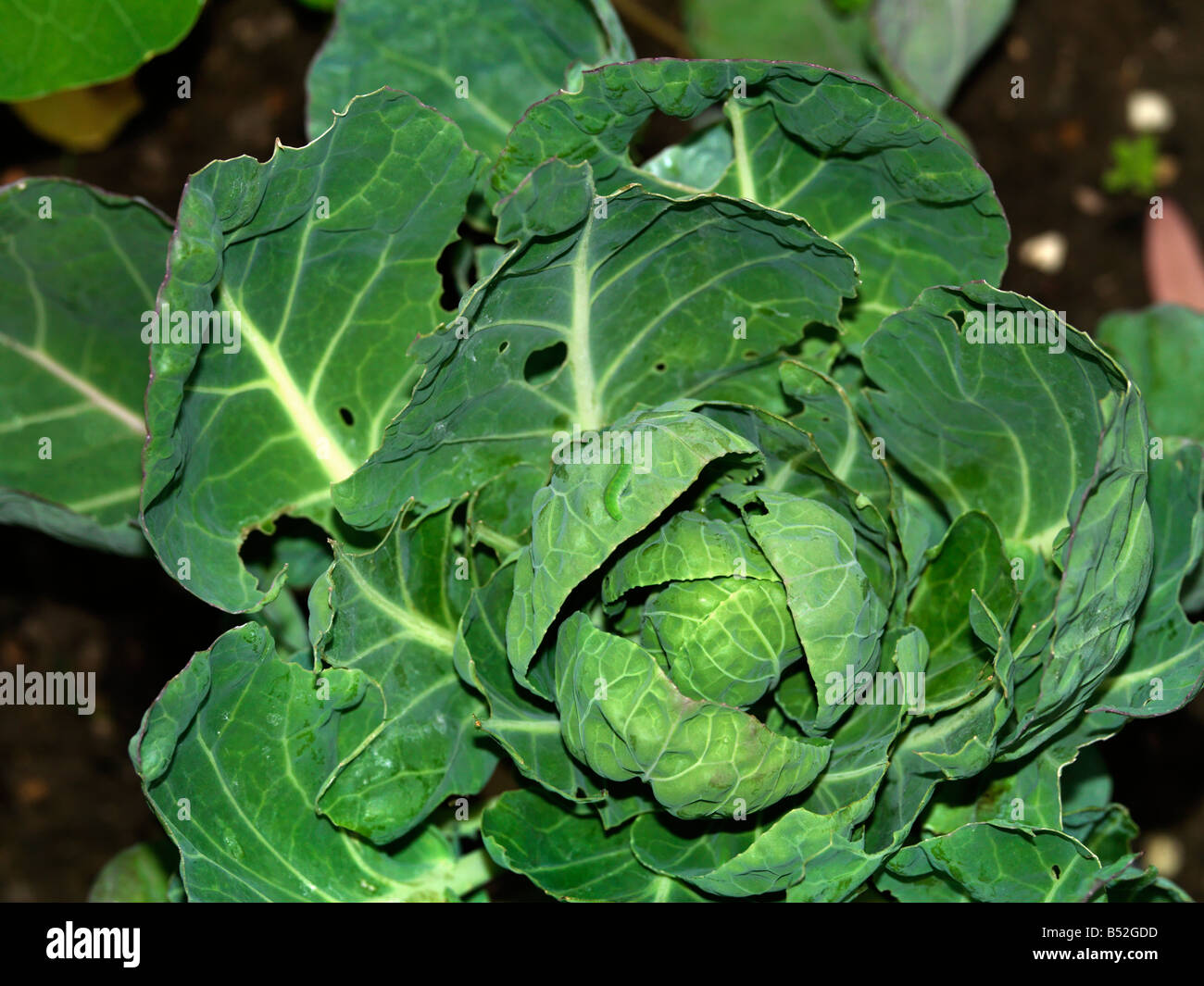 Cabbage pest hi-res stock photography and images - Alamy