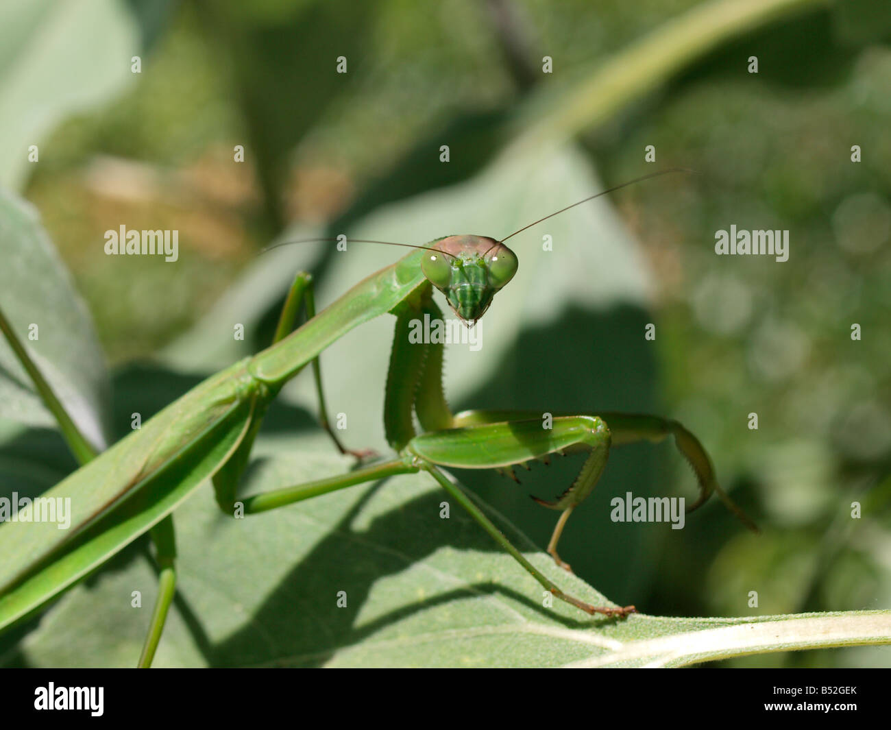 Praying Mantis In Garden